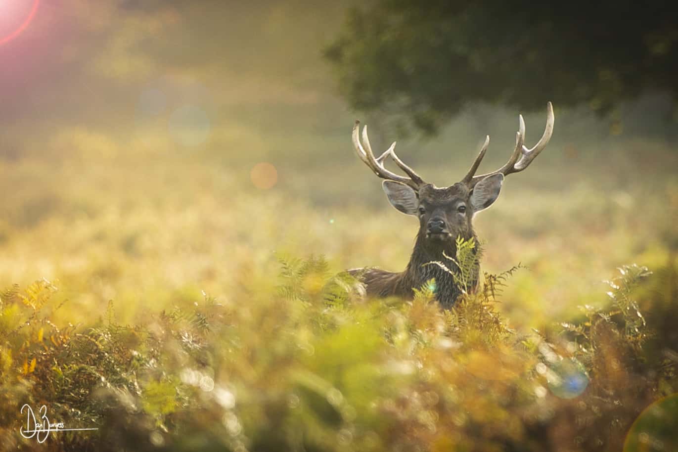 Heath and Reach Photo Gallery